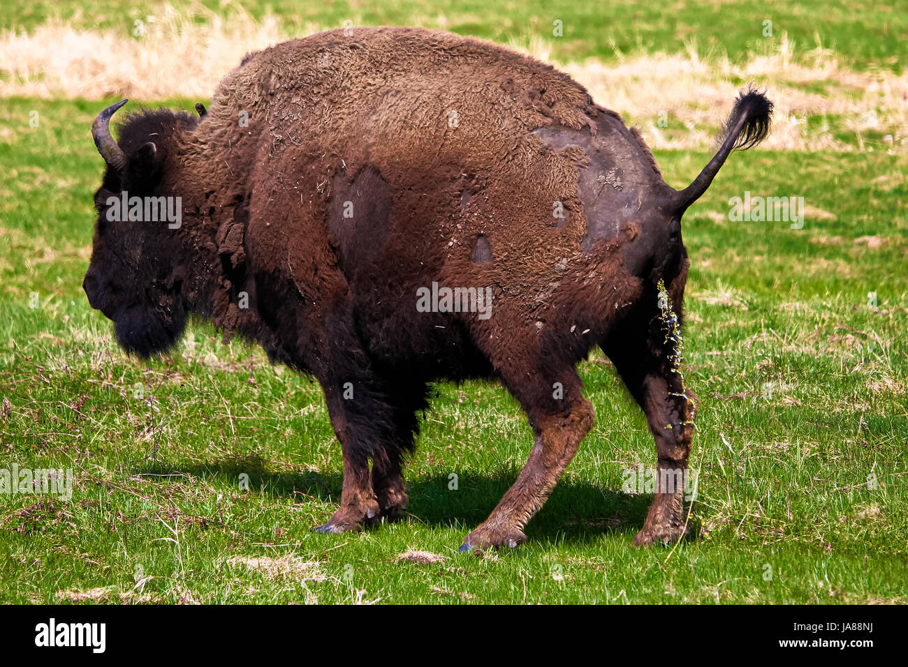 A woods bison having a pee Stock Photo - Alamy