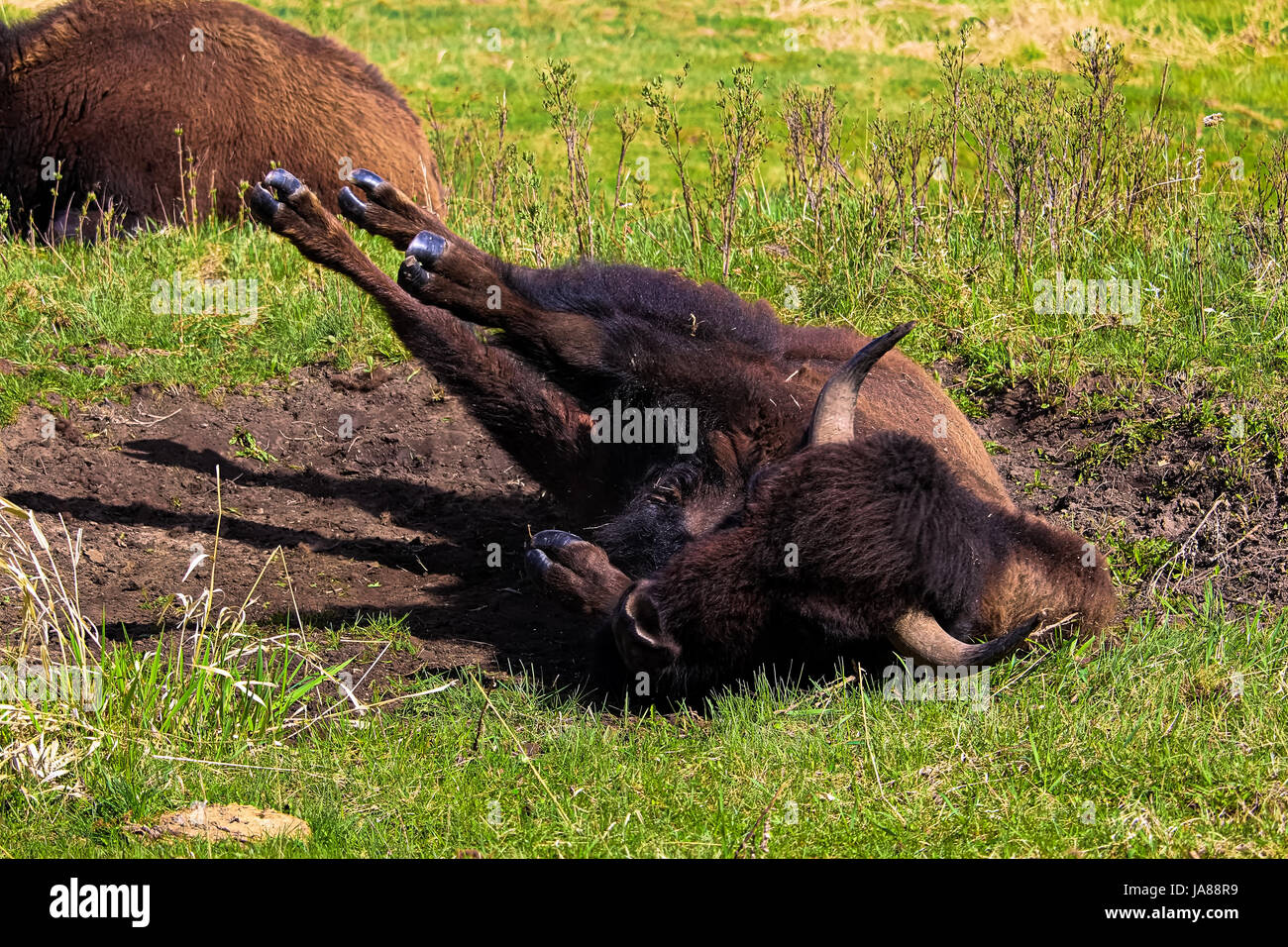 Wallow pit hi-res stock photography and images - Alamy