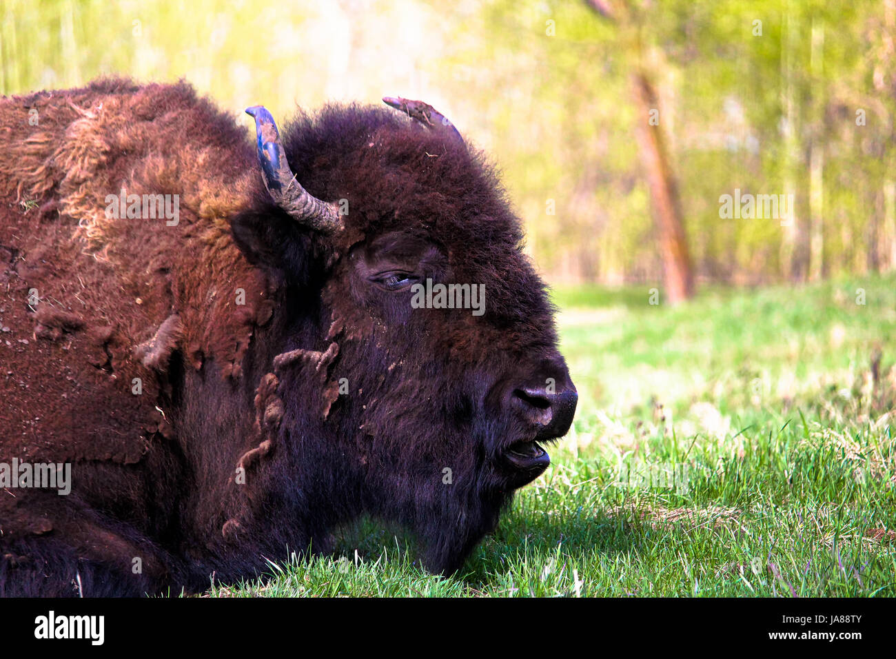 Bison Bull Head High Resolution Stock Photography and Images - Alamy