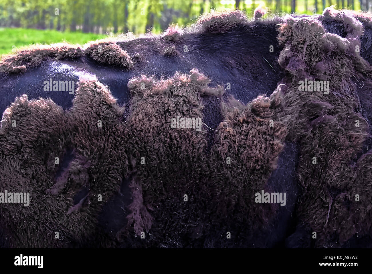 Closeup of bison back shedding it's winter coat Stock Photo - Alamy