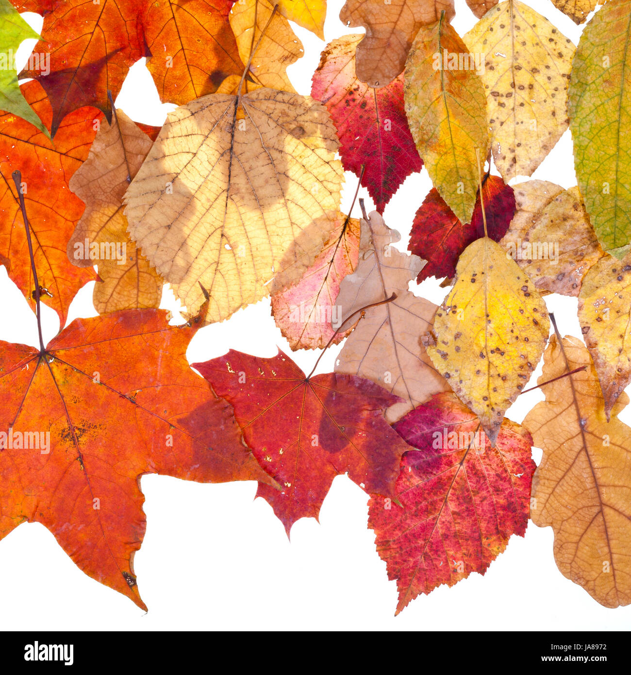 some, several, a few, leaf, isolated, closeup, brown, brownish ...
