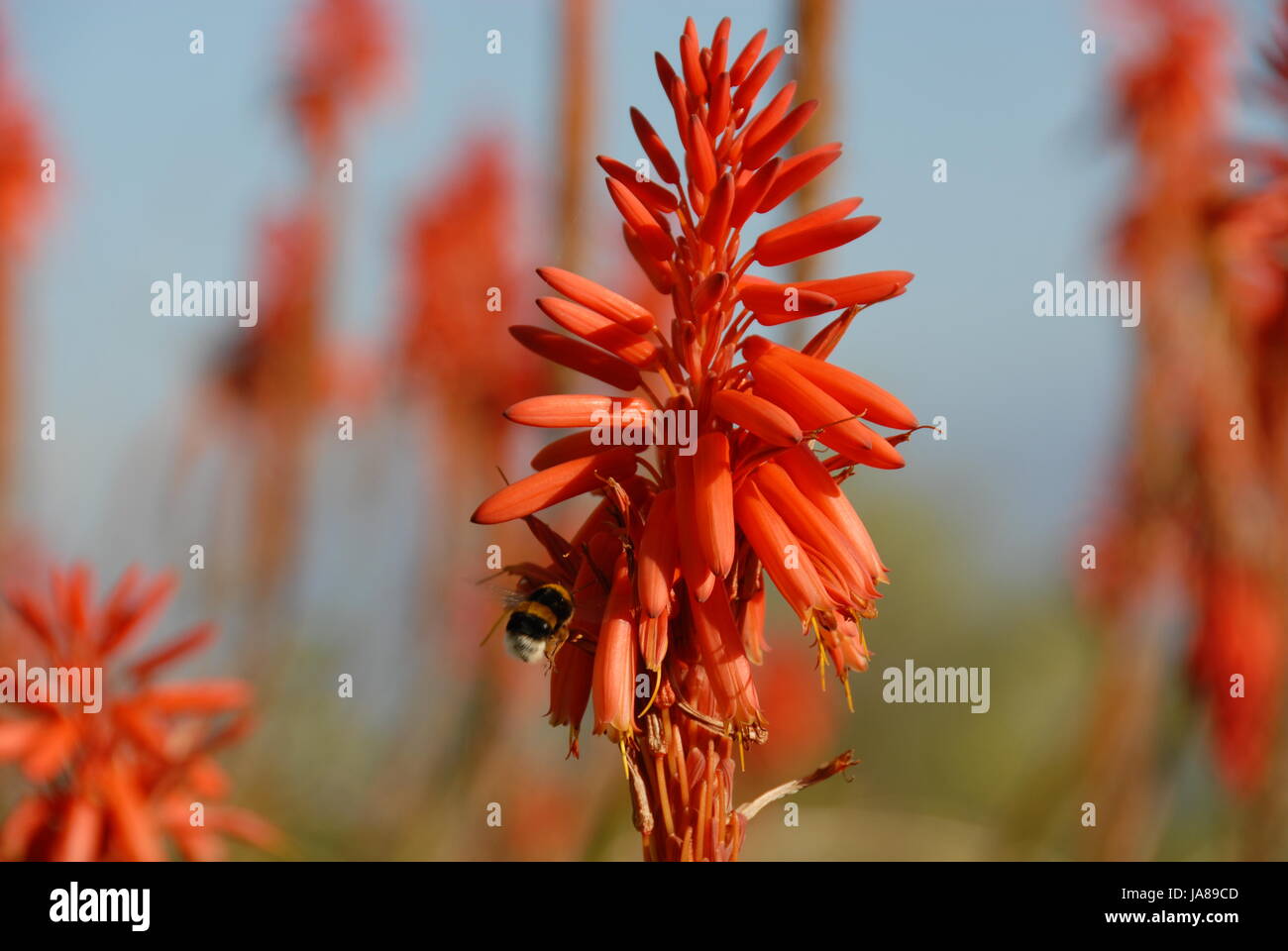 spain - aloe Stock Photo - Alamy