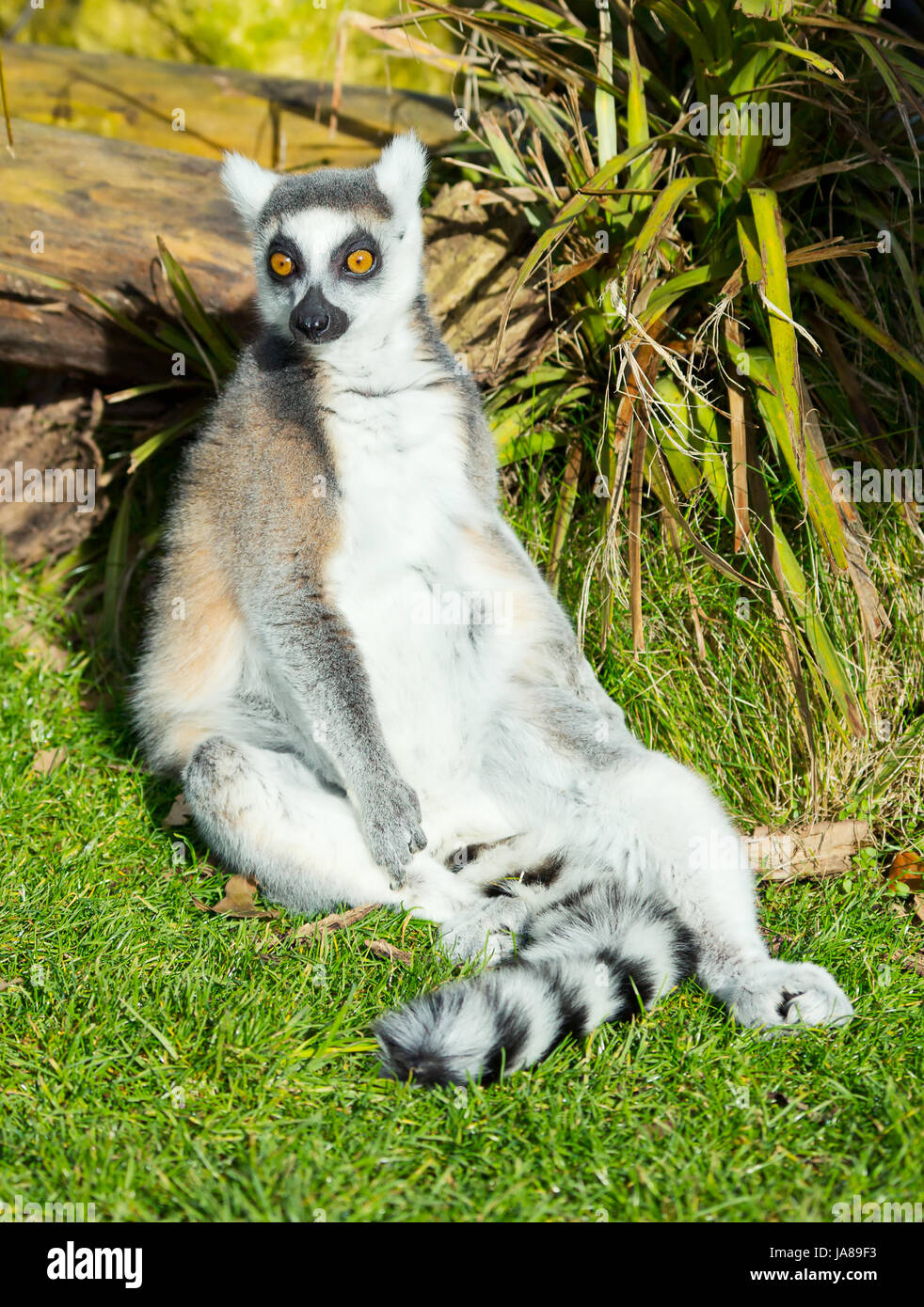 African with rings hi-res stock photography and images - Alamy