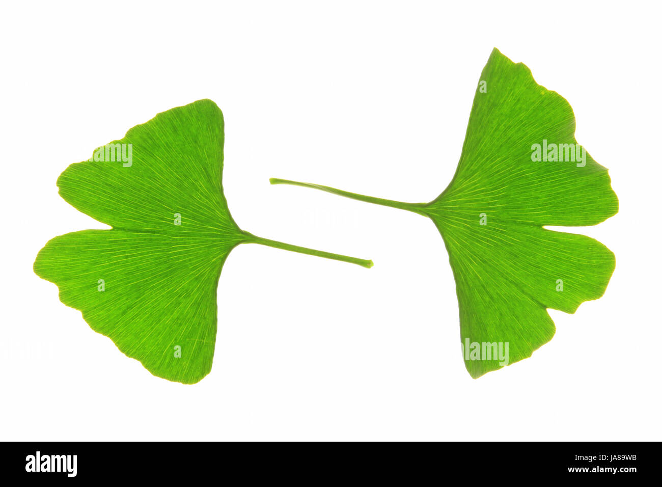 ginkgo biloba - two sheets Stock Photo - Alamy