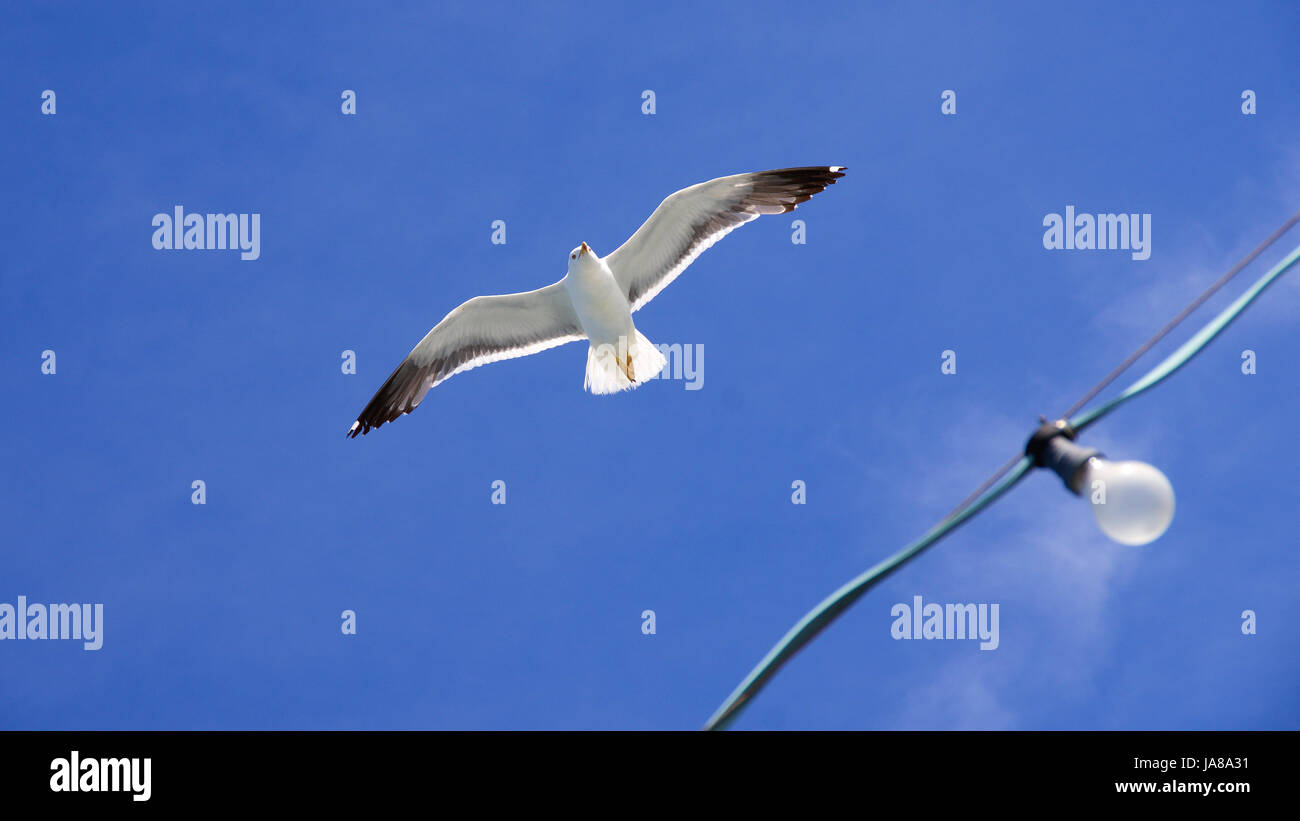 blue, shine, shines, bright, lucent, light, serene, luminous ...