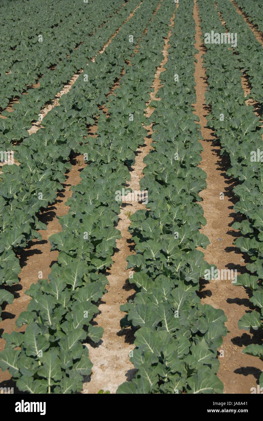 field, sauerkraut, plantation, planting, field, sauerkraut, cabbage ...