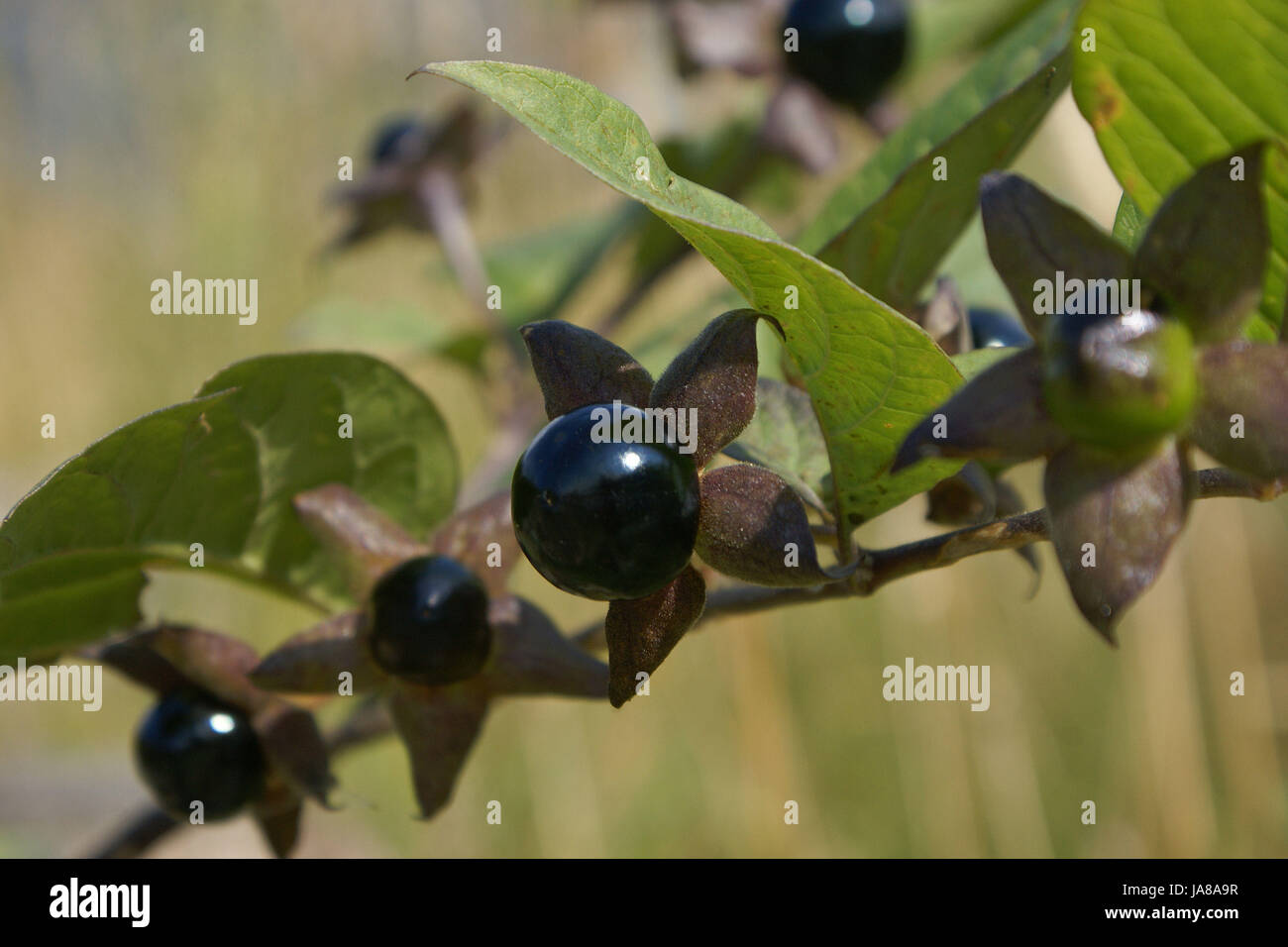 Belladonna poison hi-res stock photography and images - Alamy