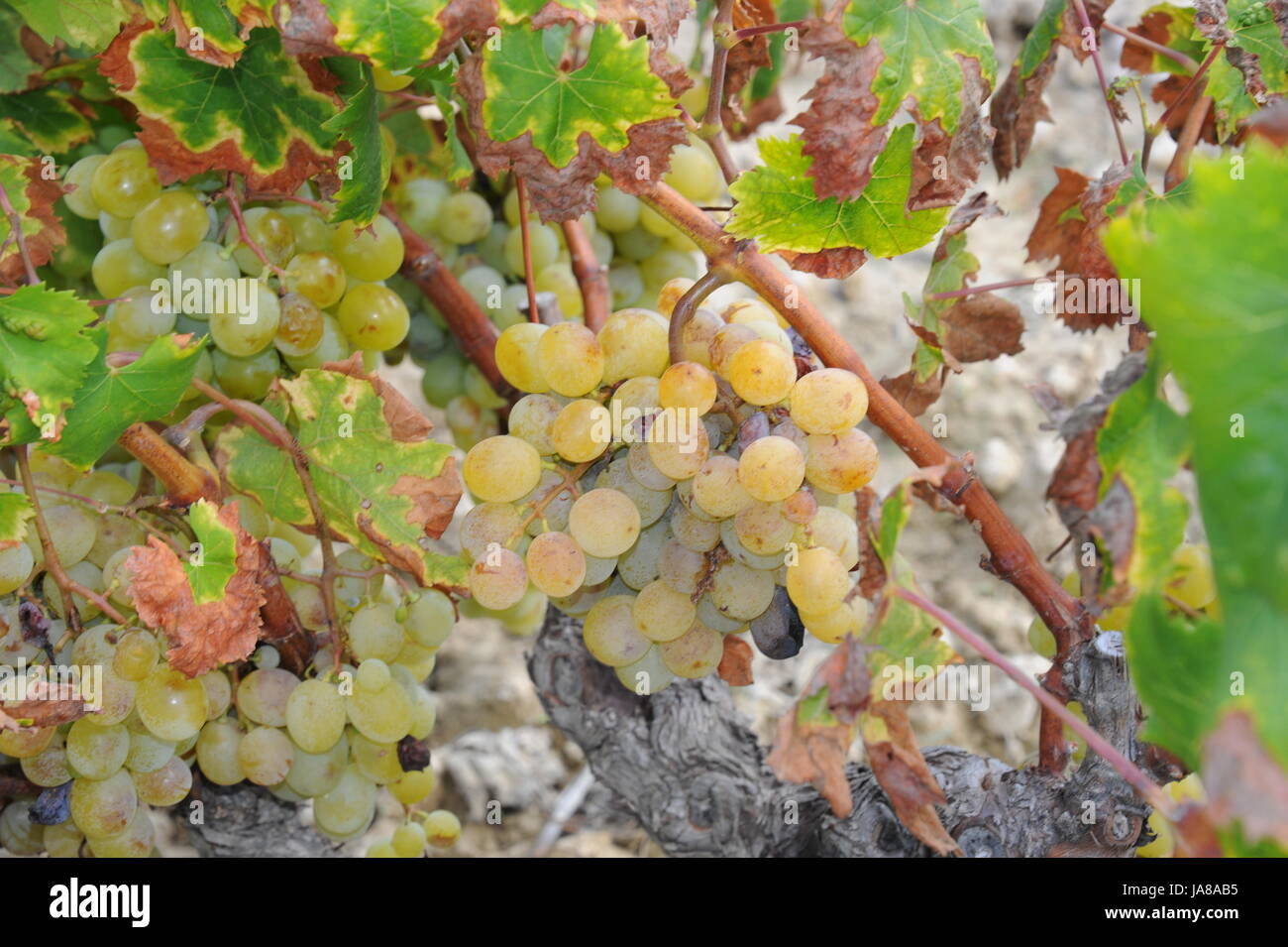 spain - grapes + grape harvest Stock Photo - Alamy