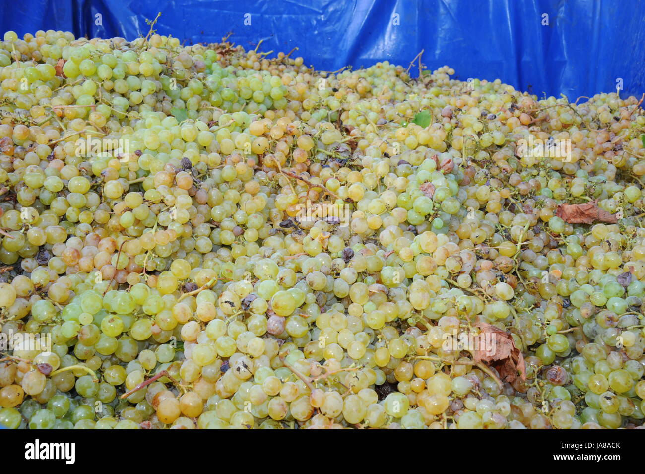 spain - grapes + wide rape harvest Stock Photo - Alamy