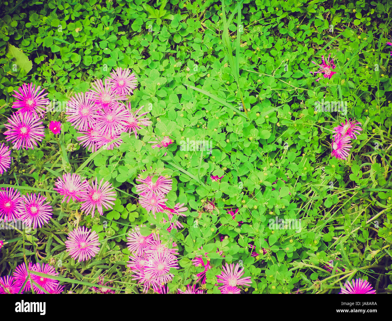 leaf, flower, plant, leaves, field, flowers, meadow, grass, lawn, green ...