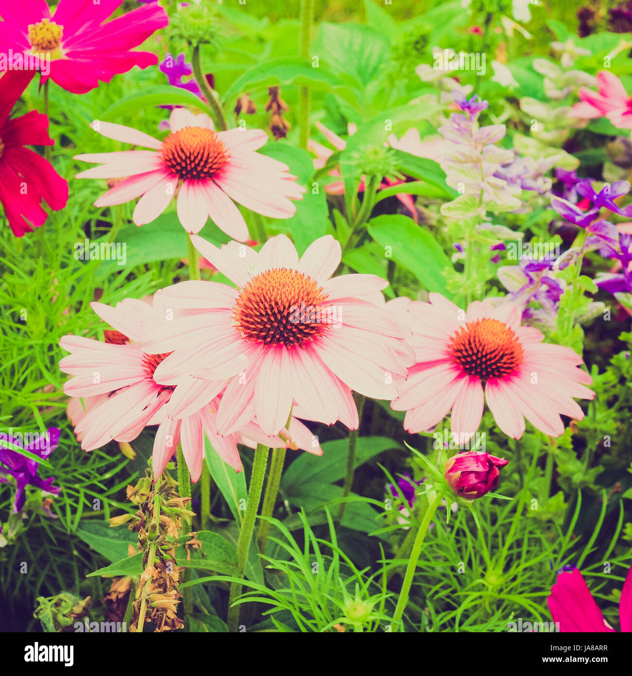 Daysy hi-res stock photography and images - Alamy