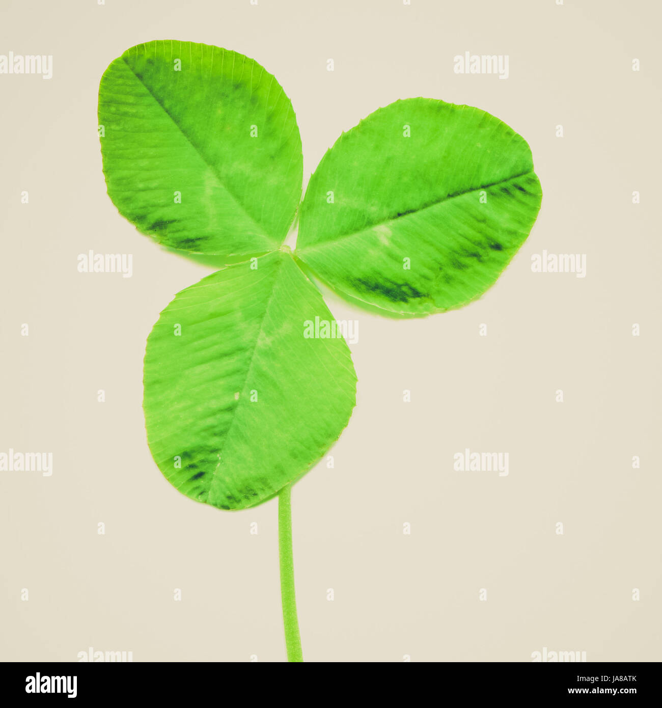 Vintage looking Shamrock three leafed old white clover trifolium plant ...