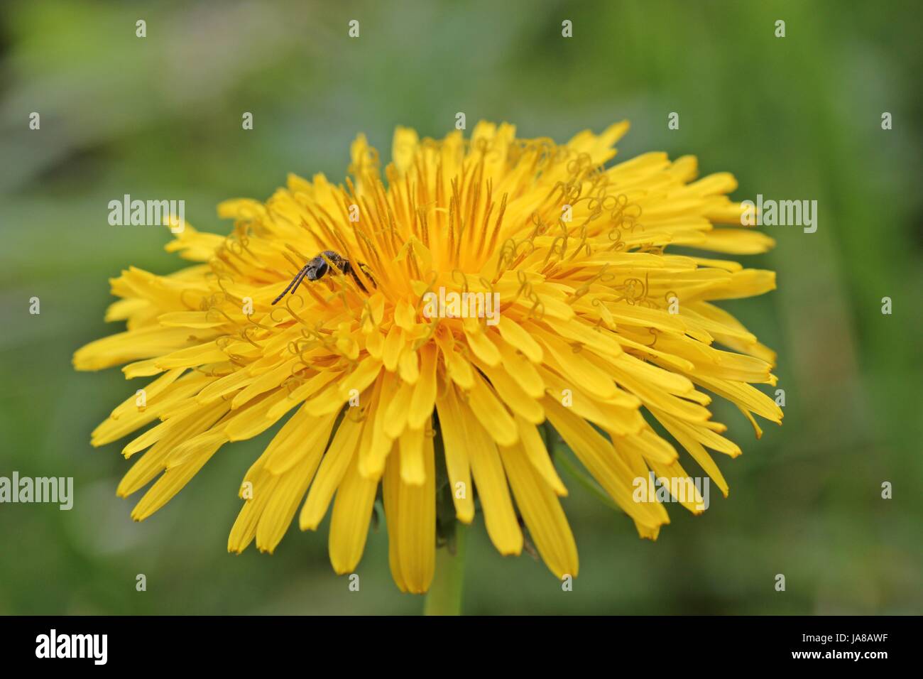 bloom, blossom, flourish, flourishing, small, tiny, little, short ...