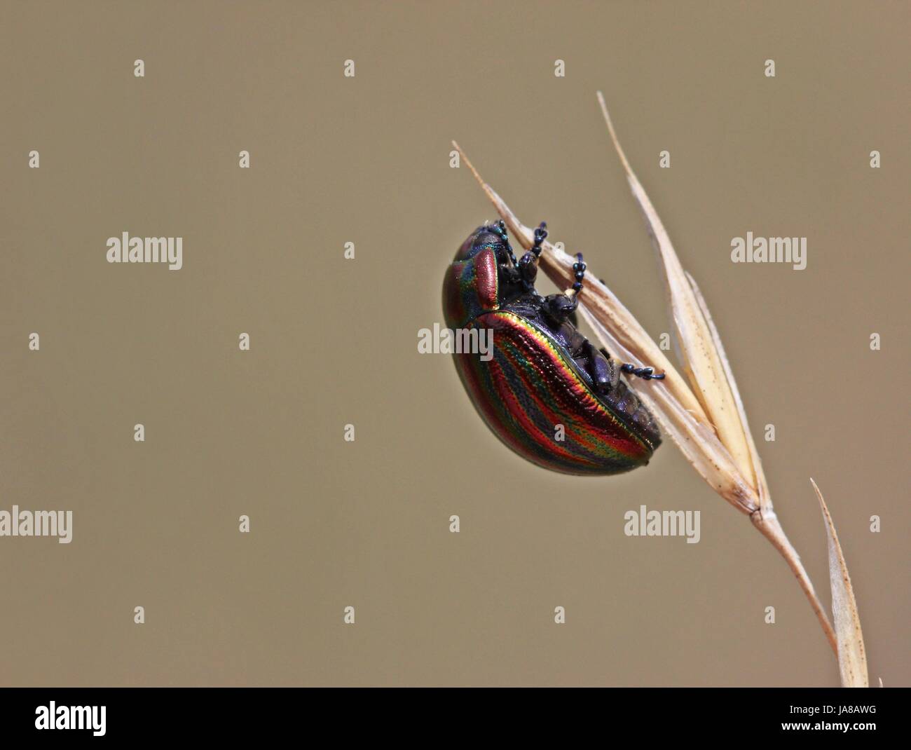 Snowdon beetle hi-res stock photography and images - Alamy