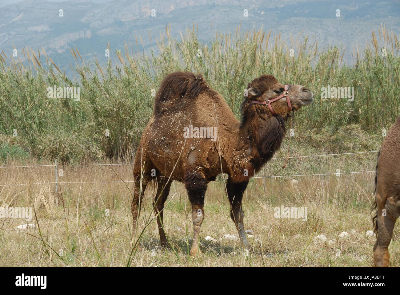 dromedary - camel Stock Photo - Alamy
