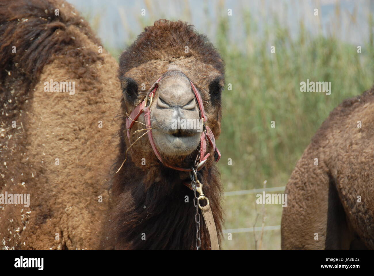 dromedary - camel Stock Photo - Alamy