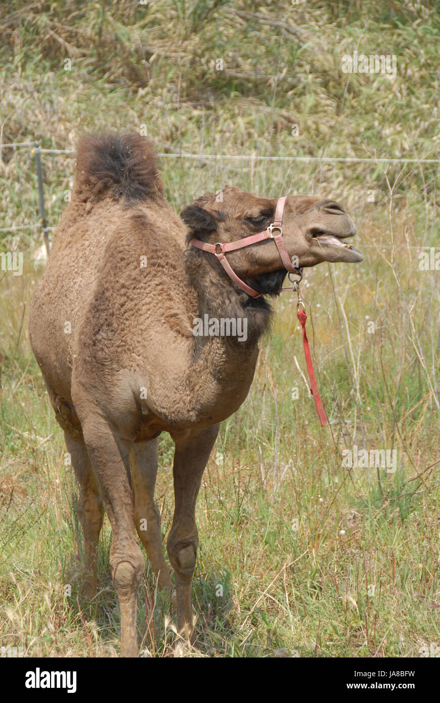 dromedary - camel Stock Photo - Alamy