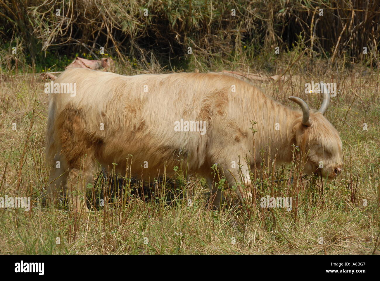 horn, hairs, cow, bovine, barber, ruminant, willow, horn, hairs ...