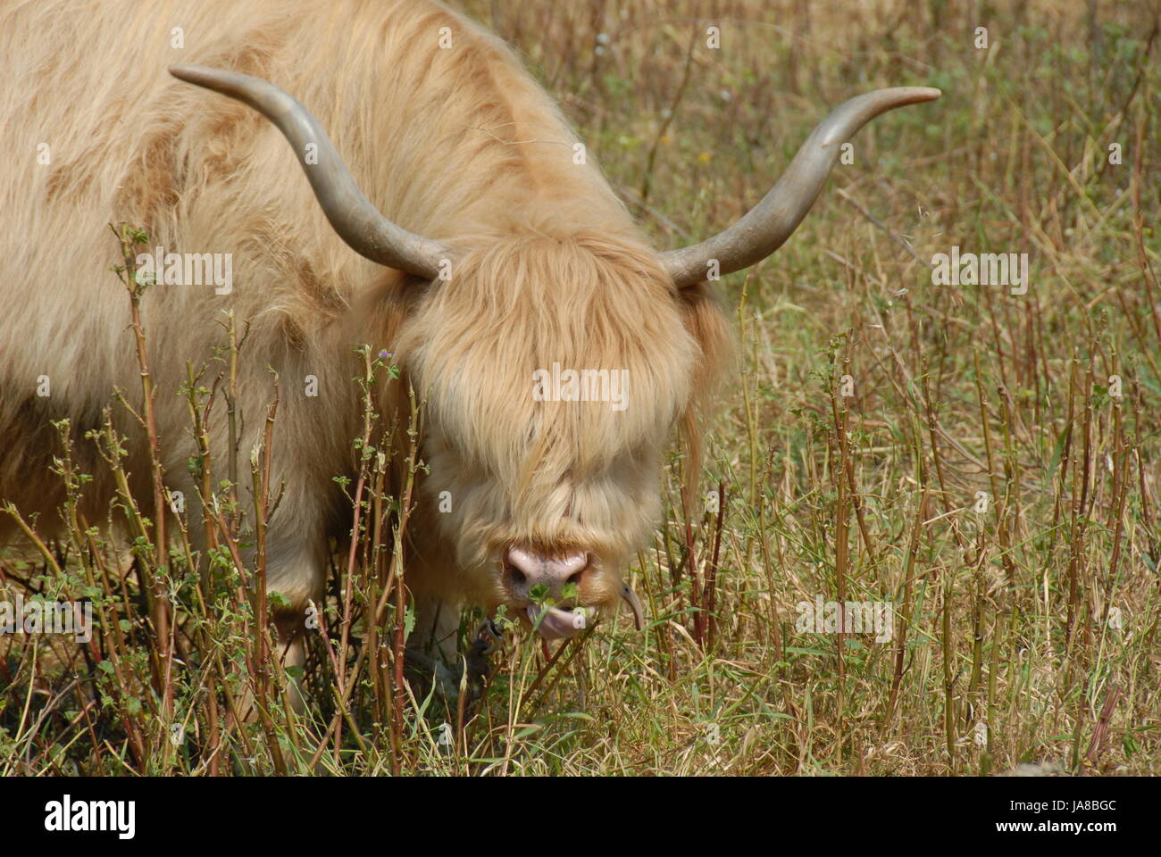 horn, hairs, cow, bovine, barber, ruminant, willow, horn, hairs ...