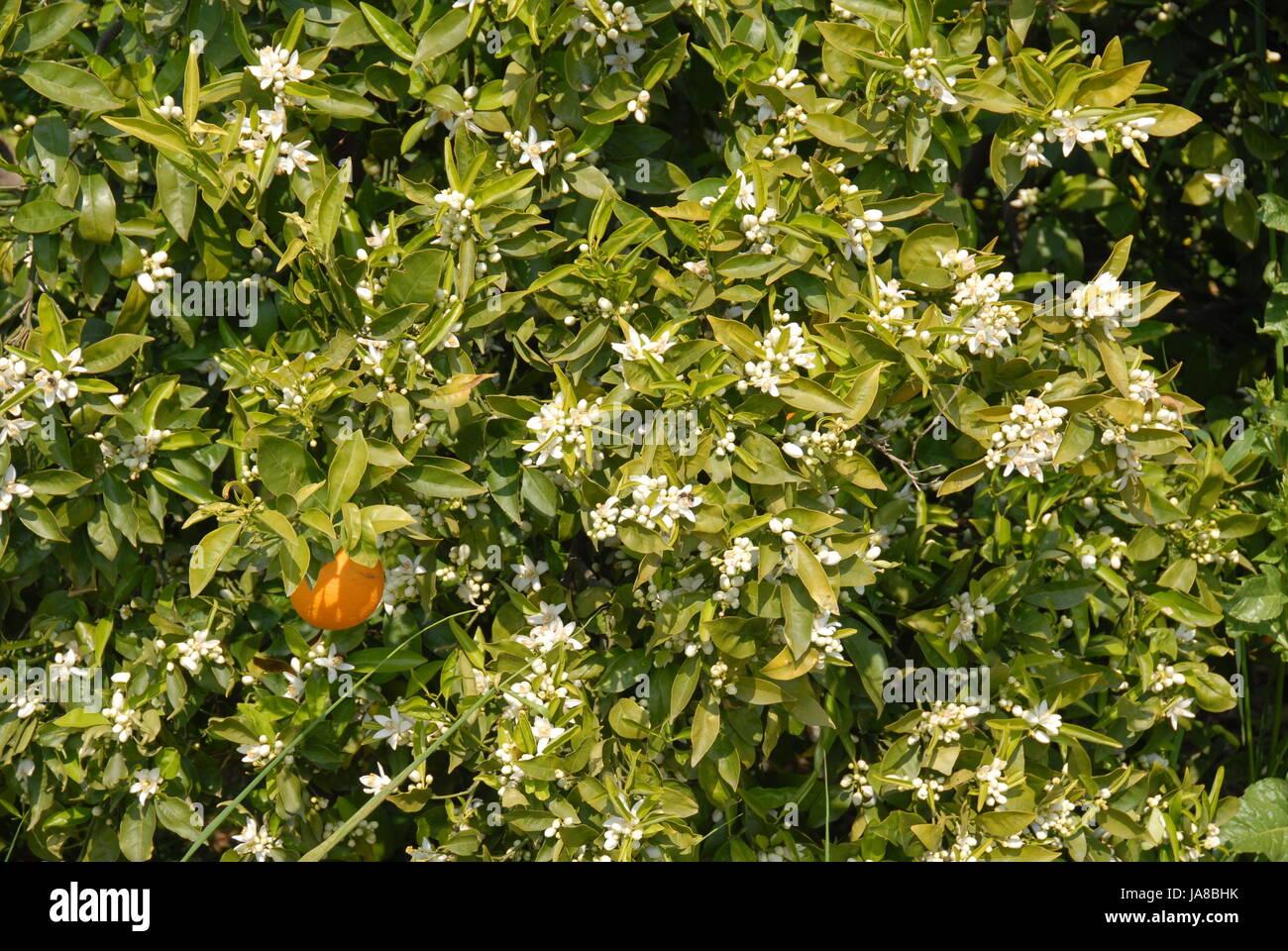 orange blossom tree - oranges bloom Stock Photo - Alamy