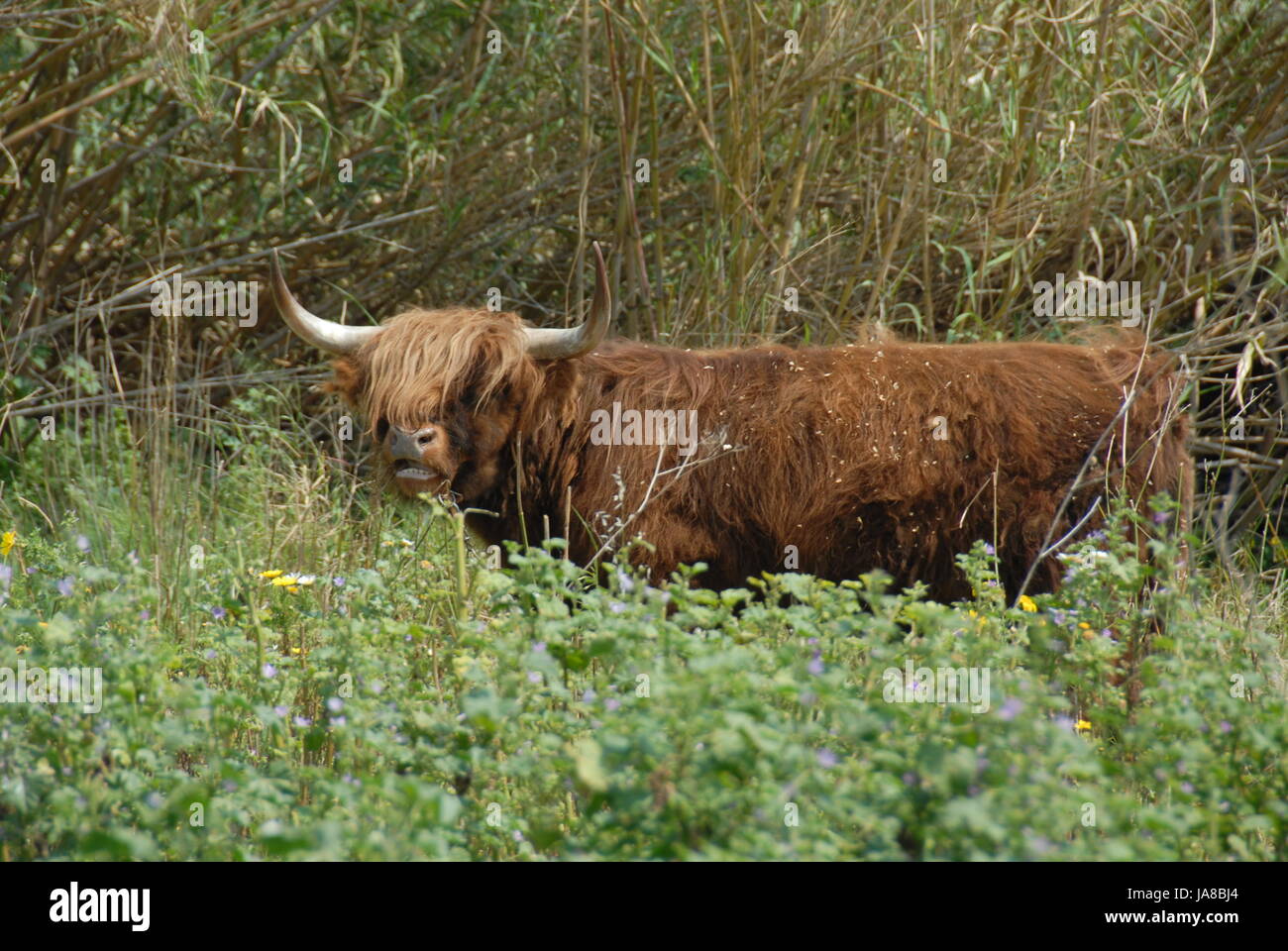 horn, hairs, cow, bovine, barber, ruminant, willow, horn, hairs ...