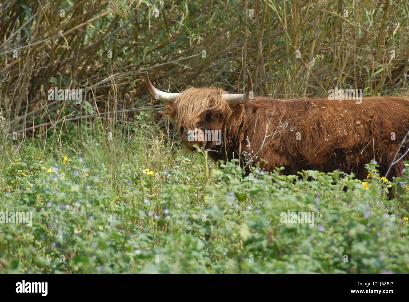 horn, hairs, cow, bovine, barber, ruminant, willow, horn, hairs ...