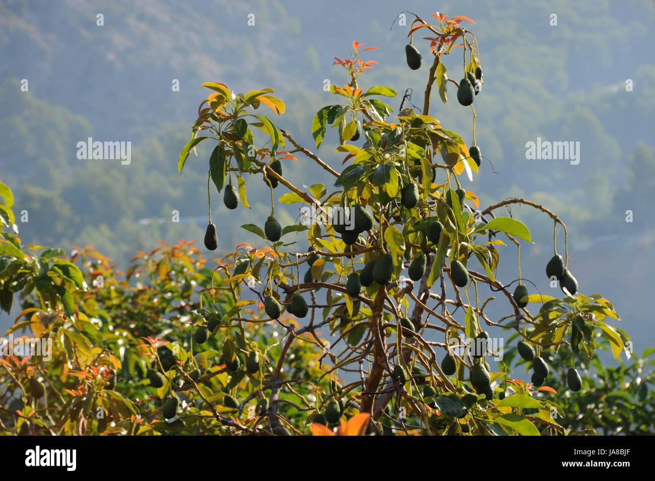 tree, green, ripe, thick, wide, fat, hoarfrost, healthy, tree, green ...