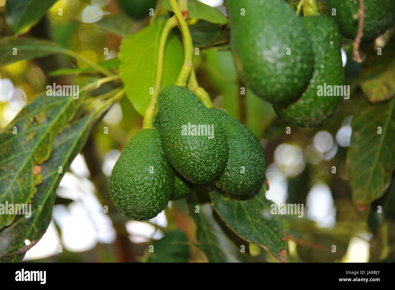 tree, green, ripe, thick, wide, fat, hoarfrost, healthy, tree, green ...