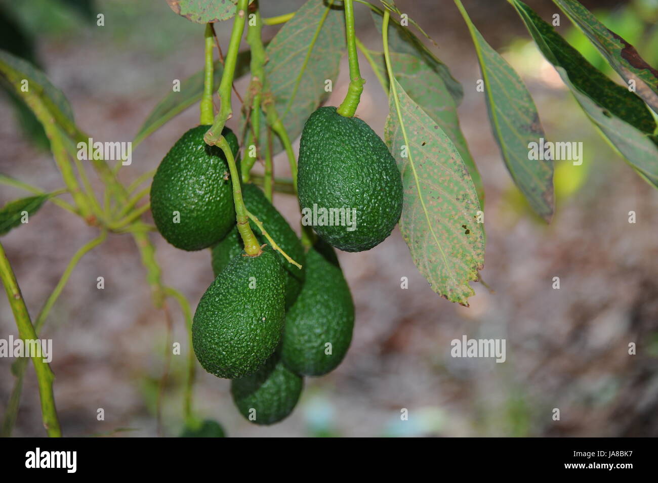 tree, green, ripe, thick, wide, fat, hoarfrost, healthy, tree, green ...