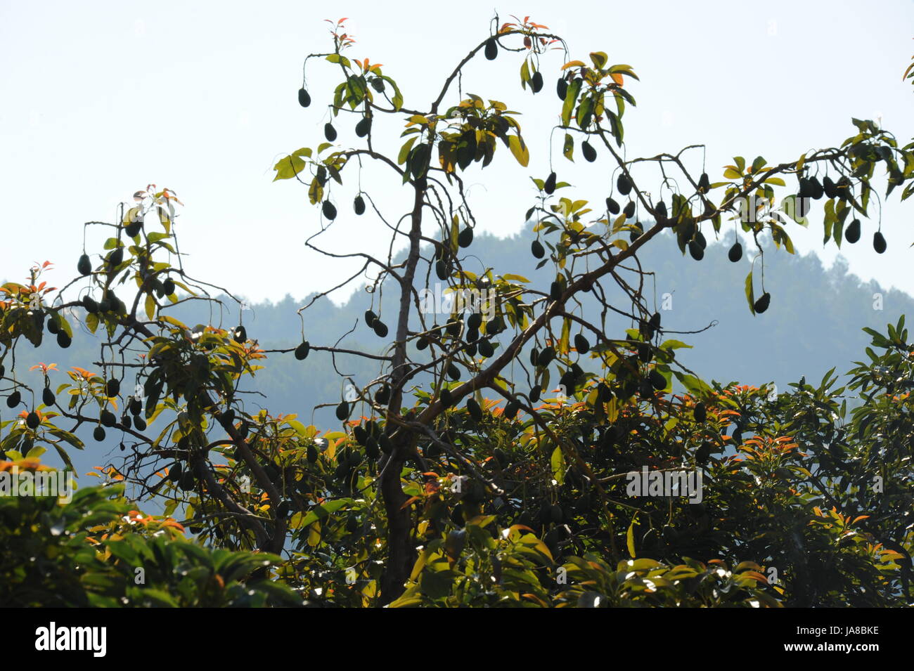 tree, green, ripe, thick, wide, fat, hoarfrost, healthy, tree, green ...