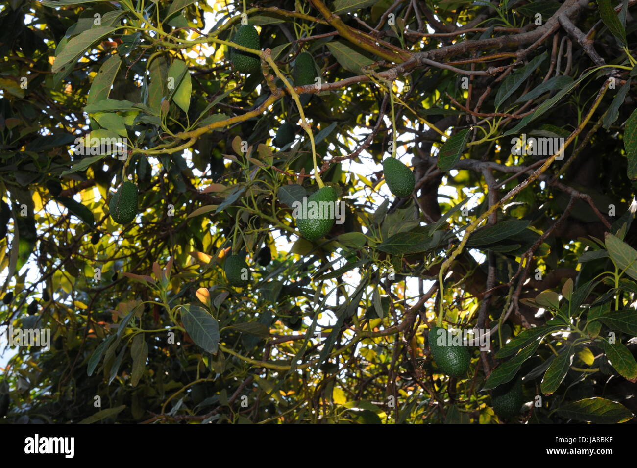 tree, green, ripe, thick, wide, fat, hoarfrost, healthy, tree, green ...