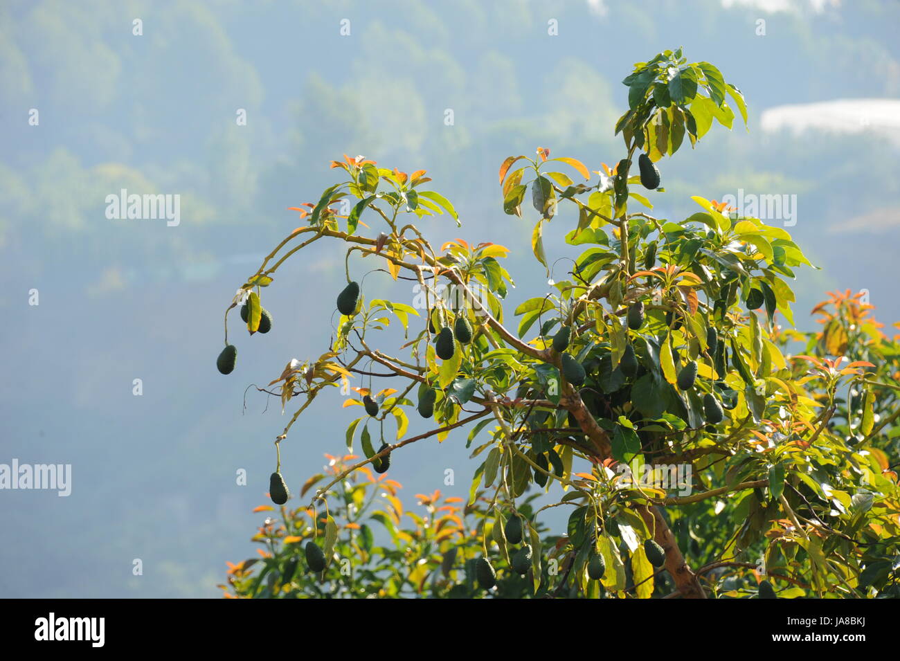 tree, green, ripe, thick, wide, fat, hoarfrost, healthy, tree, green ...