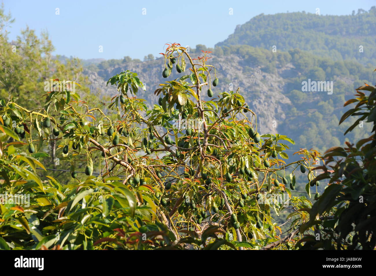 tree, green, ripe, thick, wide, fat, hoarfrost, healthy, tree, green ...