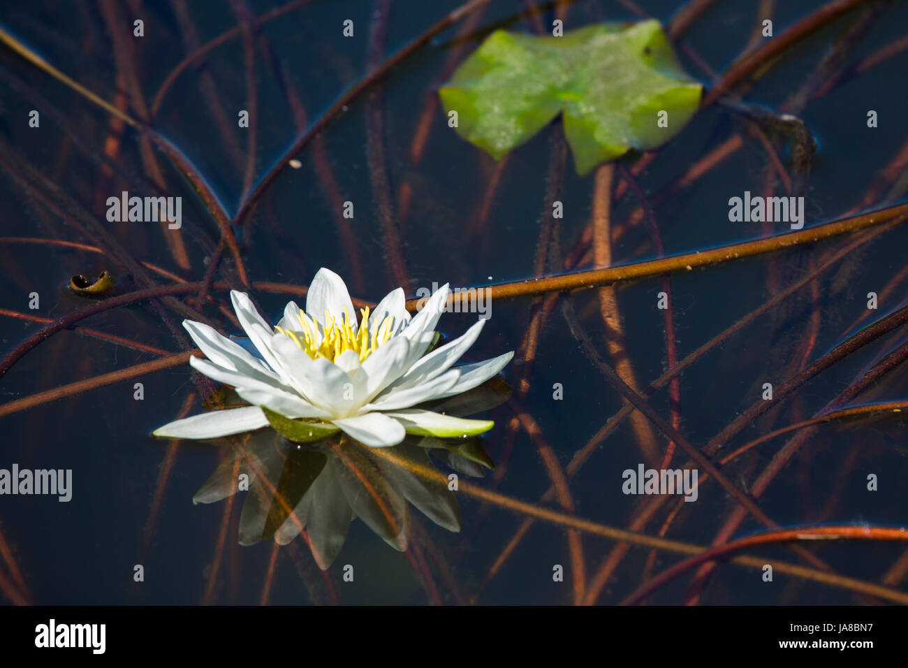 relaxation, garden, bloom, blossom, flourish, flourishing, meditation ... relaxation, garden, bloom, blossom, flourish, flourishing, meditation ...