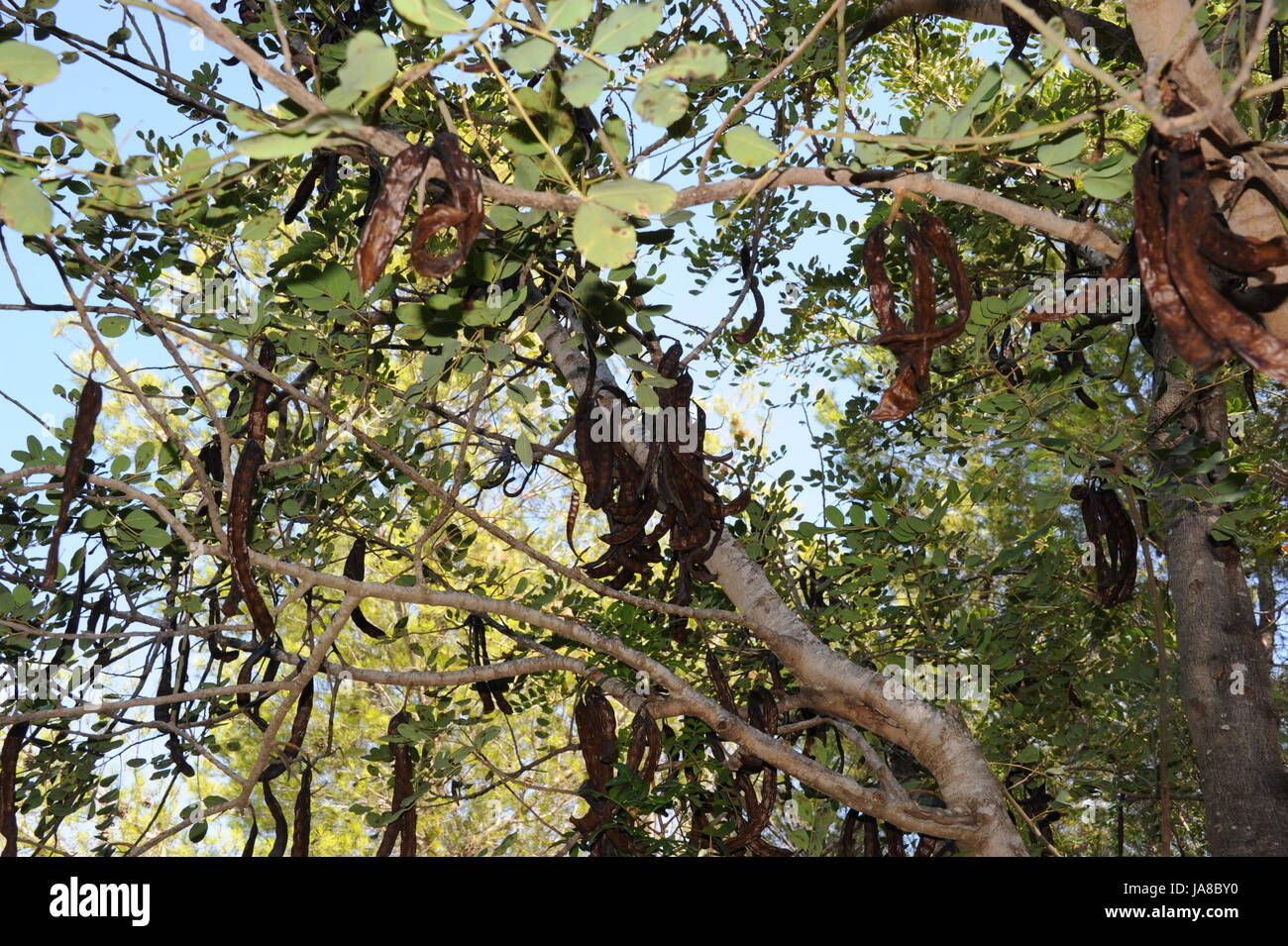 trunk, baobab, trunk, baobab, adansonia, bombacoideae, malvengewchse ...
