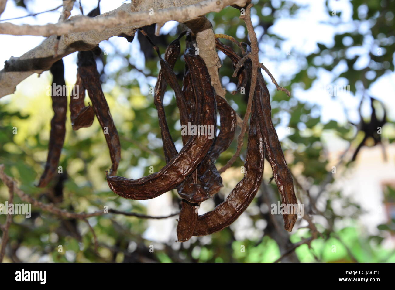 trunk, baobab, trunk, baobab, adansonia, bombacoideae, malvengewchse ...