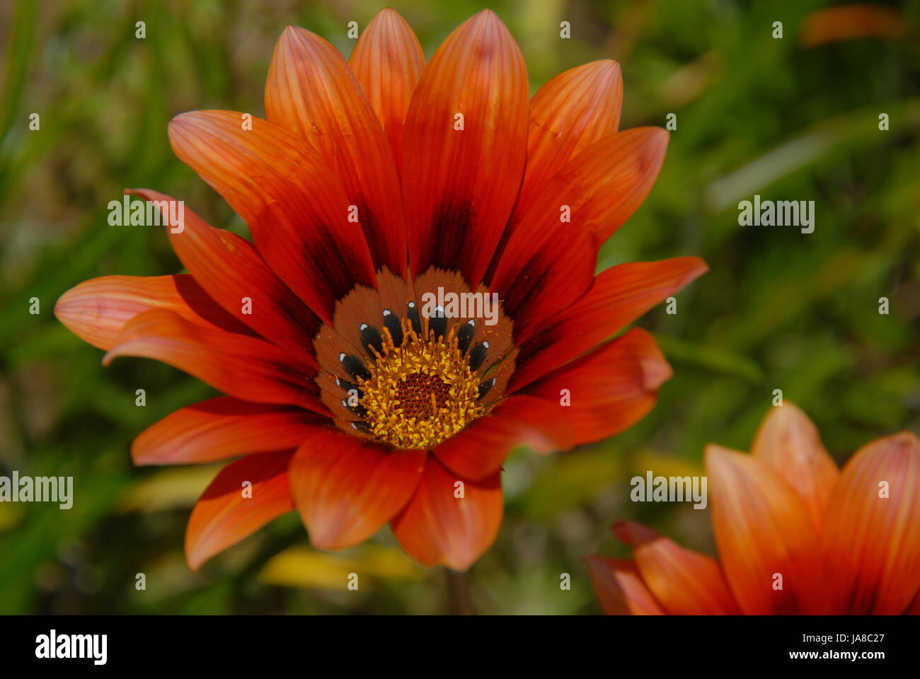 blooming flowers in the garden Stock Photo - Alamy