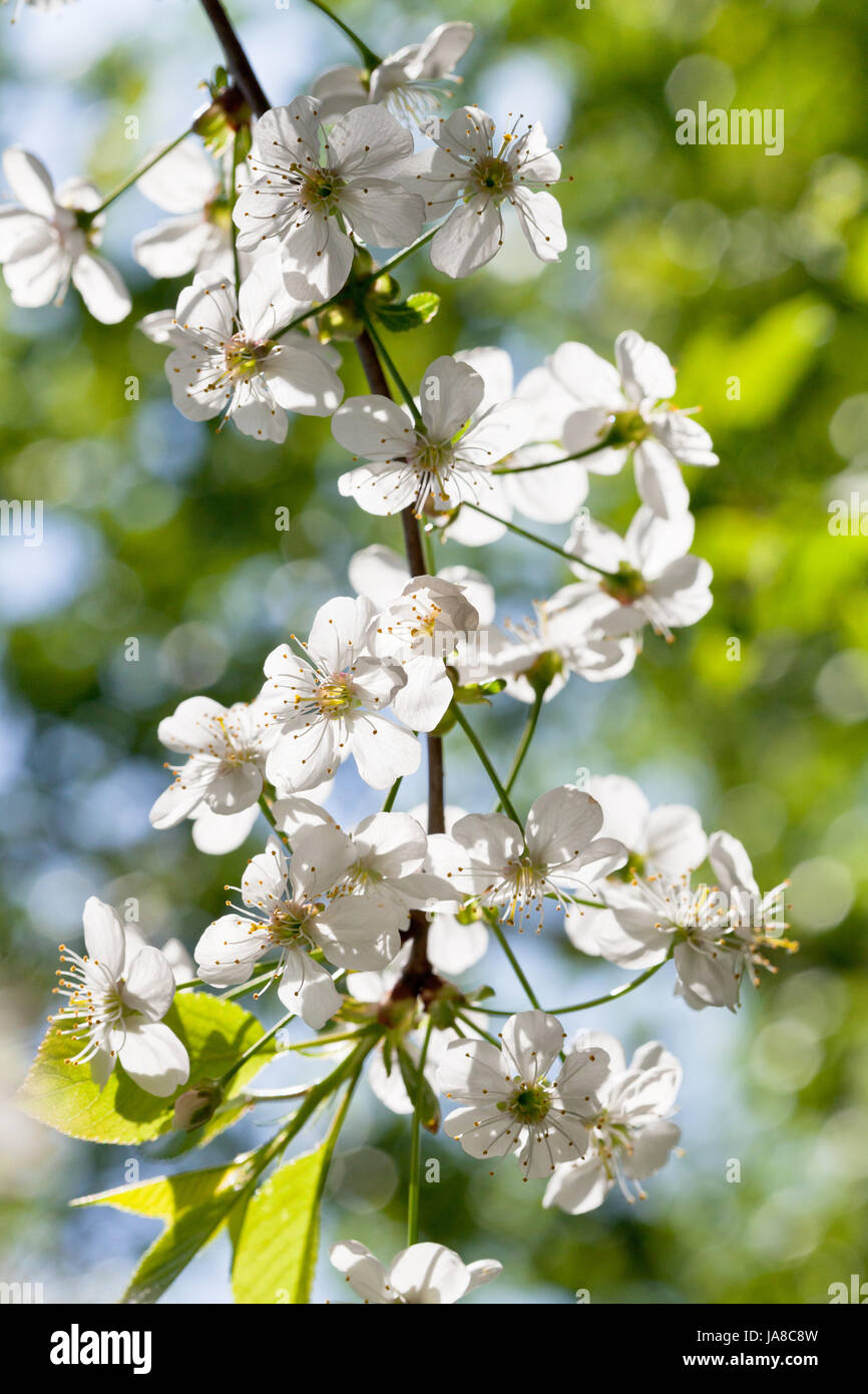 blue, tree, garden, flower, plant, wood, bloom, blossom, flourish ...