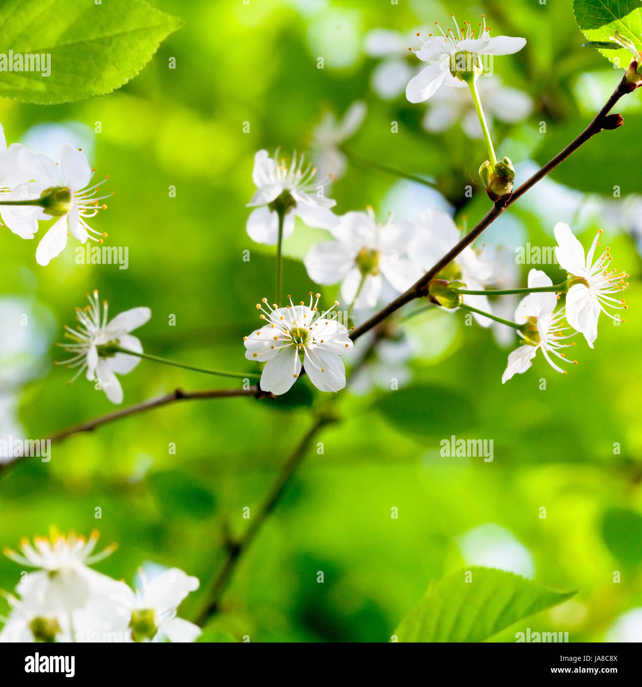 blue, tree, garden, flower, plant, wood, bloom, blossom, flourish ...