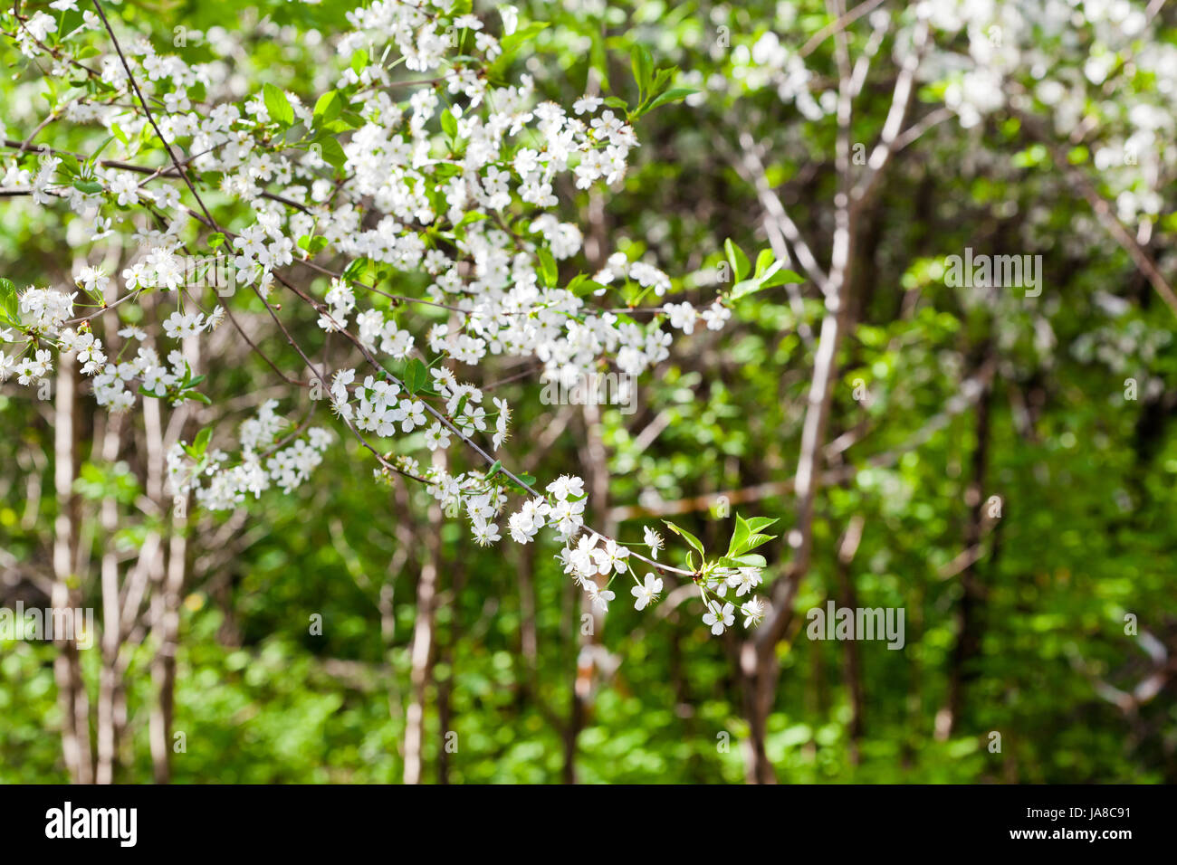 tree, garden, flower, plant, wood, bloom, blossom, flourish ...