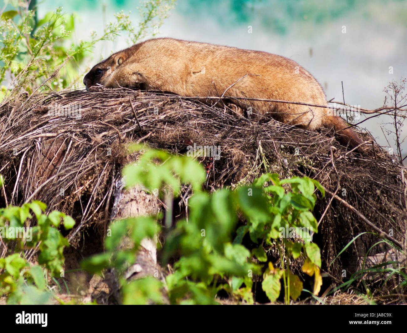 hill, garden, animal, fauna, summer, summerly, zoo, steppe, creature ...