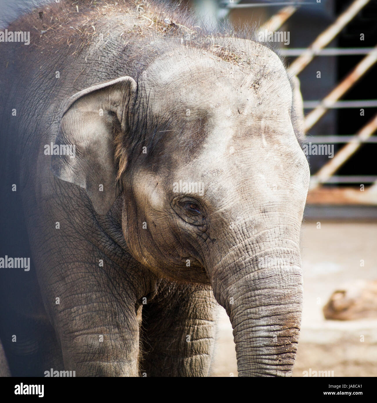 garden, animal, fauna, elephant, summer, summerly, zoo, creature ...
