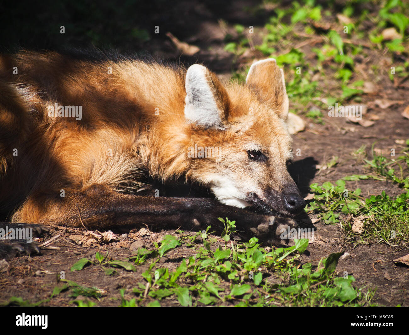 garden, animal, ground, soil, earth, humus, fauna, summer, summerly ...