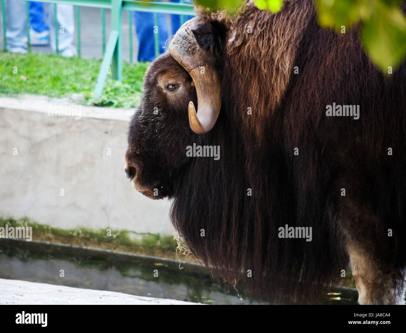 garden, animal, mammal, fauna, arctic, summer, summerly, zoo, creature ...