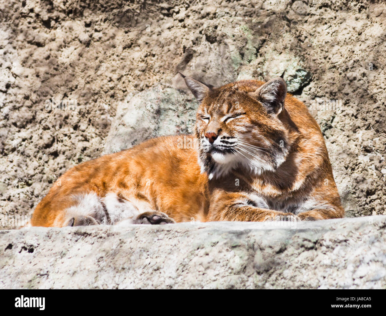garden, animal, fauna, summer, summerly, zoo, creature, wildlife, day ...