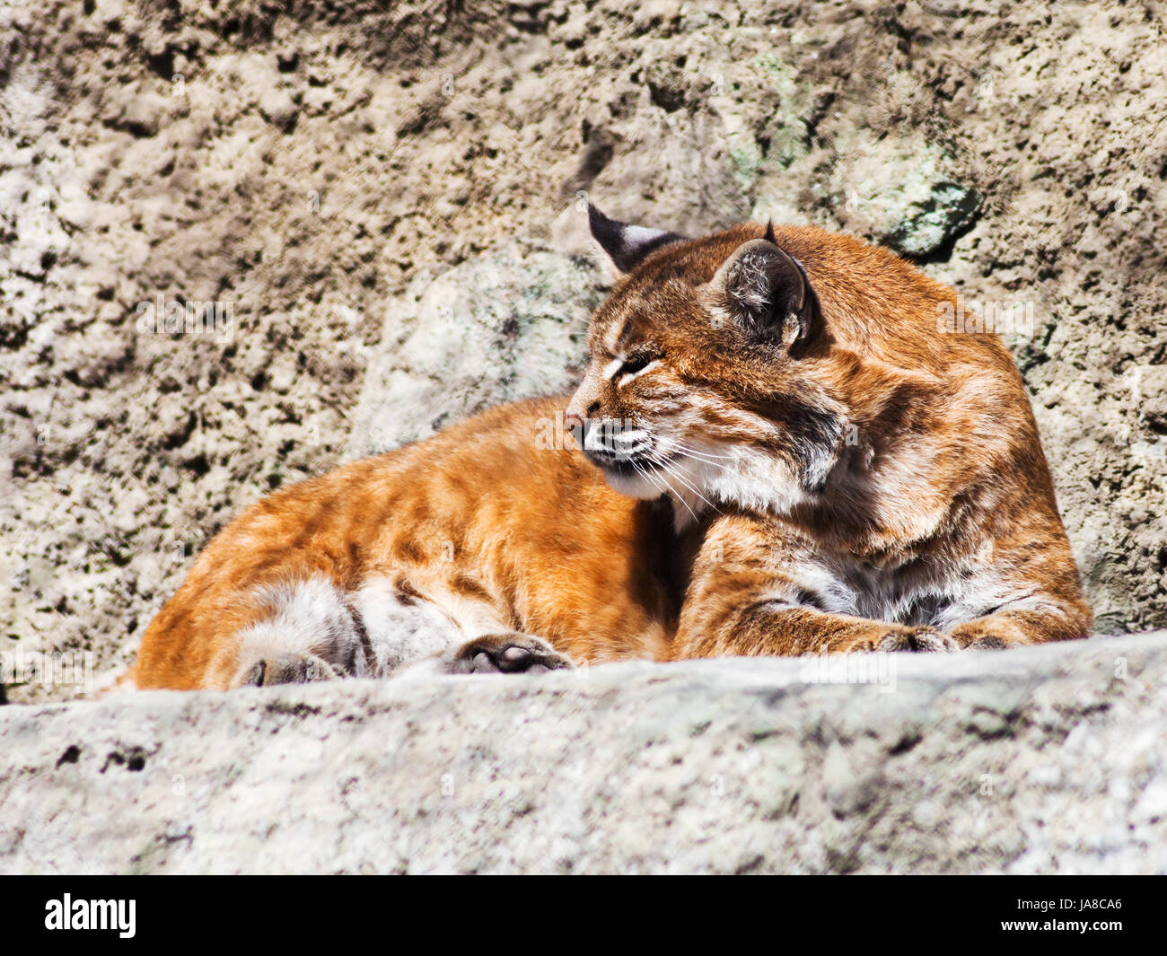 garden, animal, fauna, summer, summerly, zoo, creature, wildlife, day ...