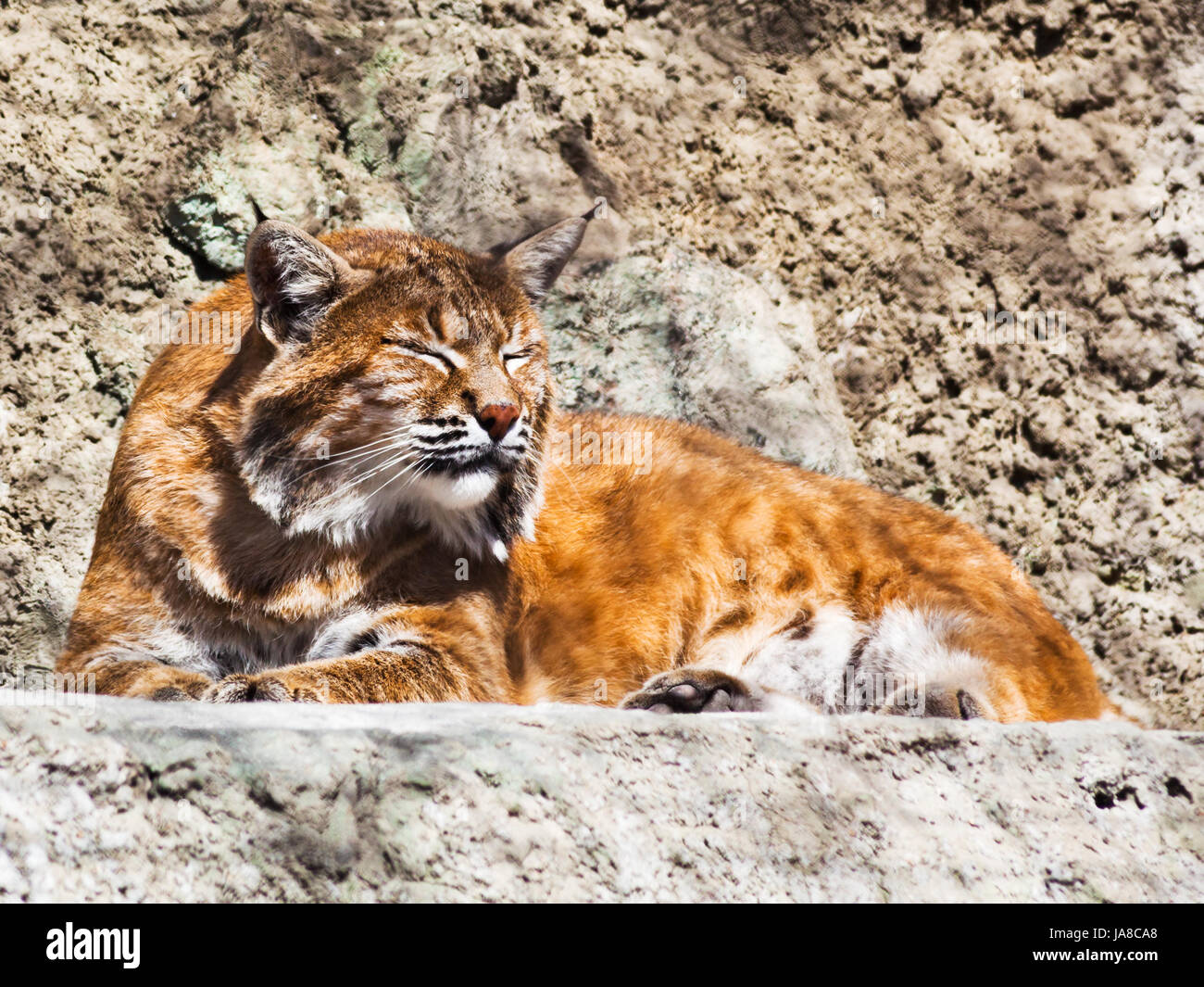 garden, animal, fauna, summer, summerly, zoo, creature, wildlife, day ...