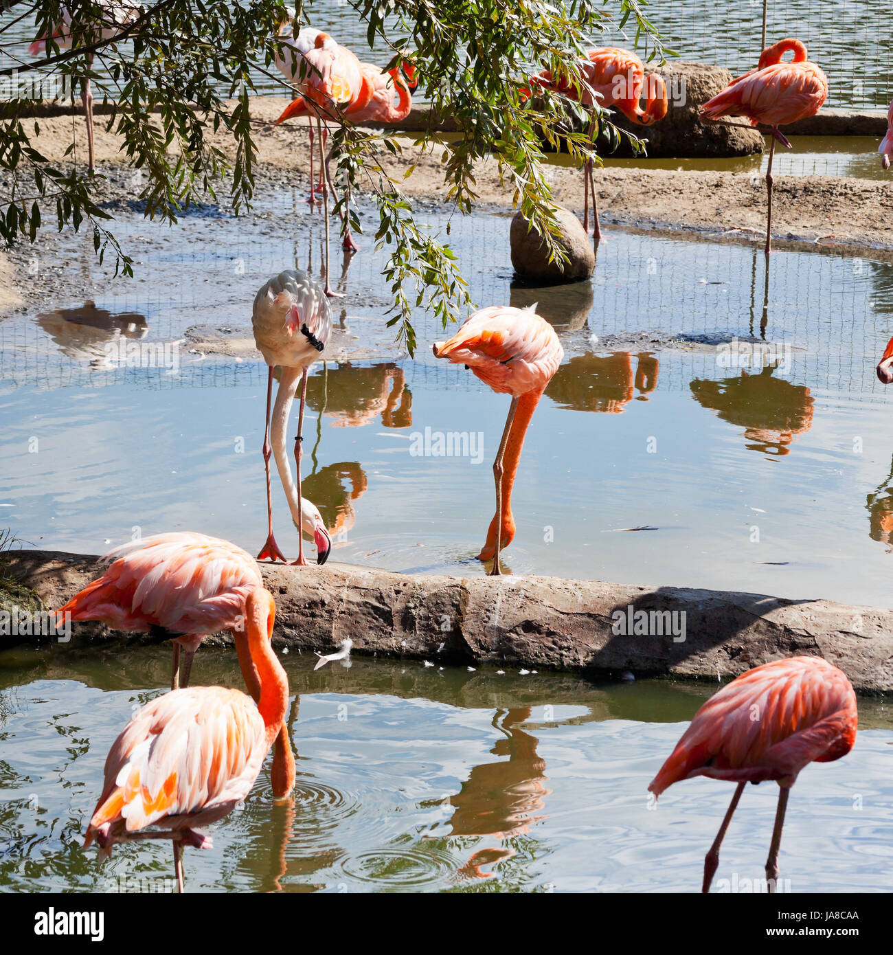 garden, animal, bird, fauna, swamp, summer, summerly, zoo, colony ...