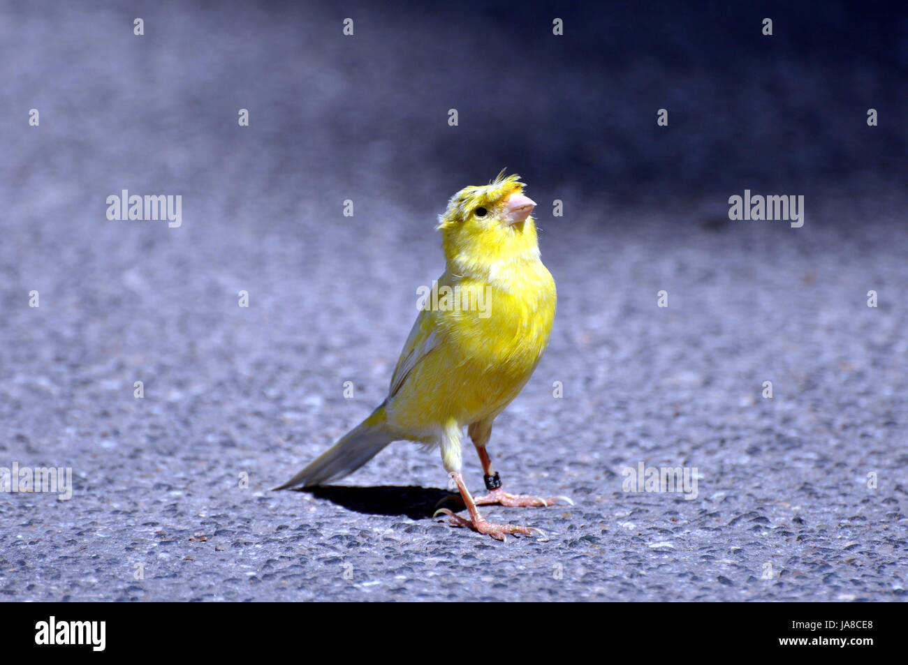 bird, birds, canary, singer, funny, yellow, canaries, park, bird, birds ...