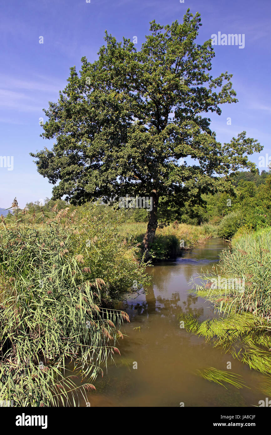 reed, alder, river, water, waters, stream, nature-sanctuary, fen ...